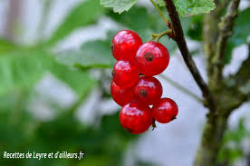 Gelée de groseilles à la menthe - Ça a Leyre bon
